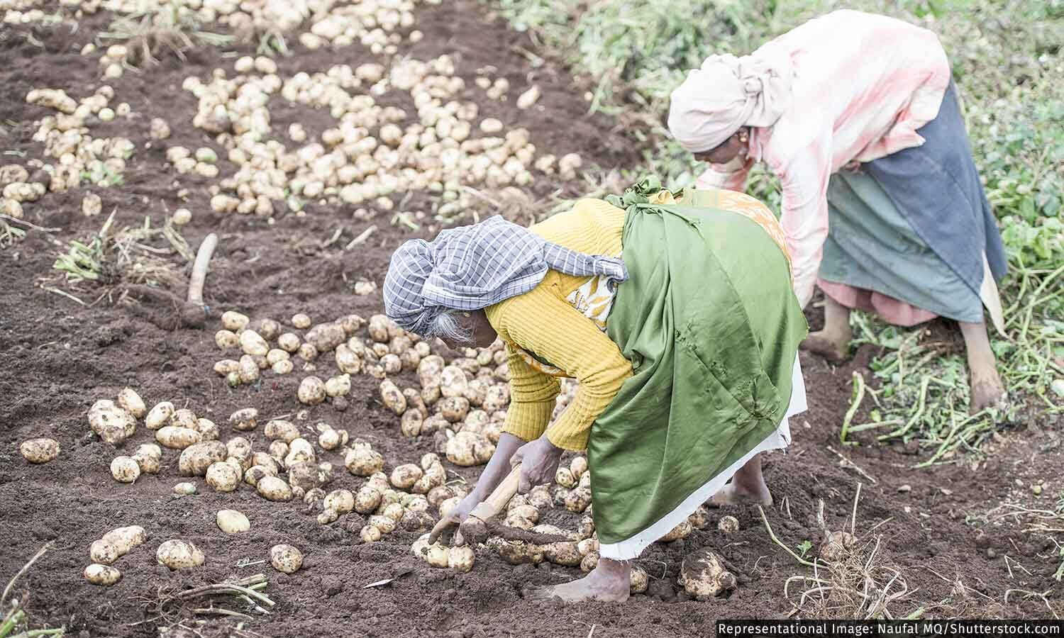 Why There Is A Fight Over The Potatoes Used To Make Lay's Chips