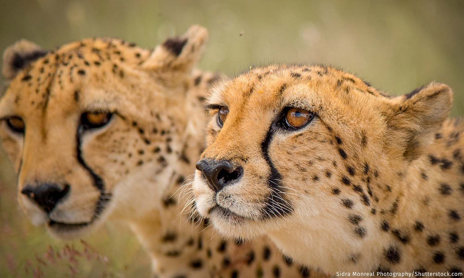 Explained: Conservationists Think Translocating African Cheetahs To ...