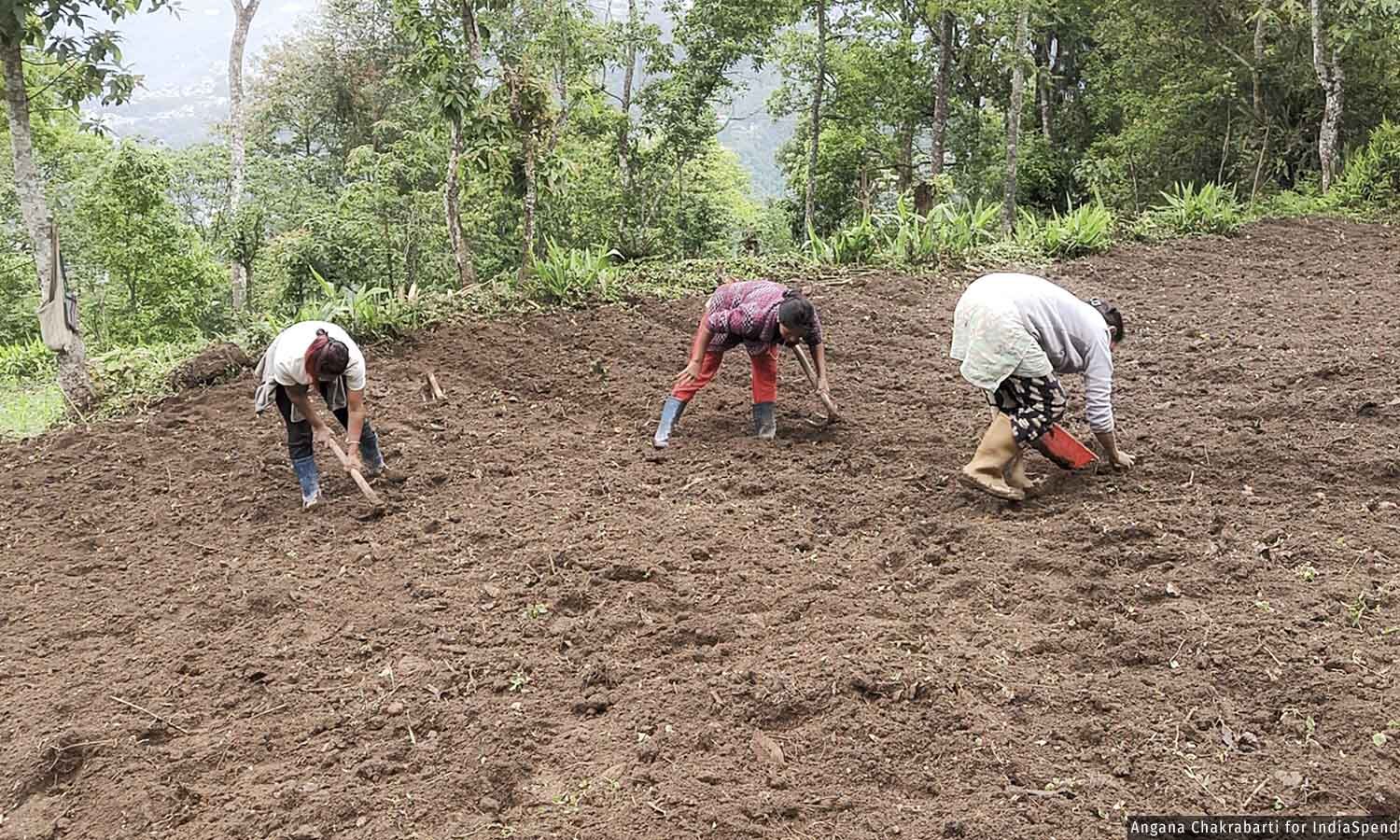 Why The Move To Organic Is Faltering In Sikkim, India’s First Fully ...